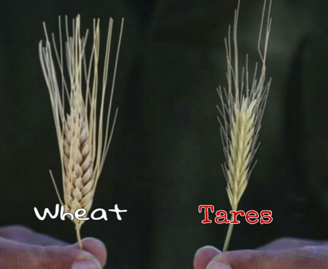 Mystery Babylon, tares among the wheat - Life in a Dying World